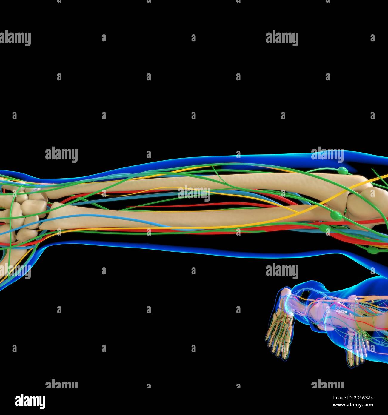 Human Anatomy For medical concept 3D Illustration Render Stock Photo ...