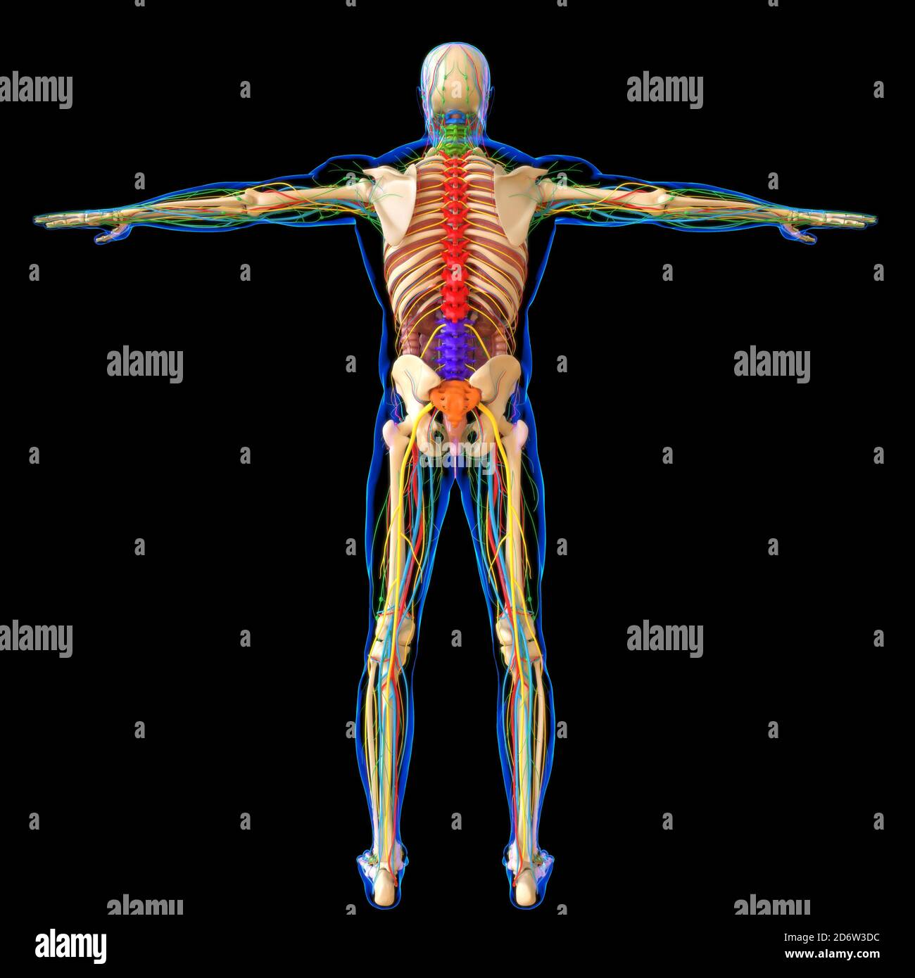 Human Anatomy For medical concept 3D Illustration Render Stock Photo ...