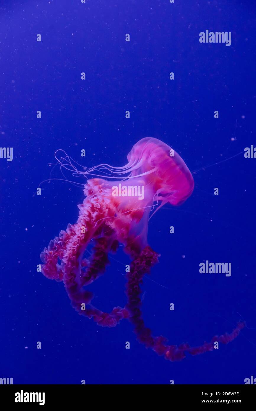 Pink jellyfish swimming in very blue water, underwater life, sea ...