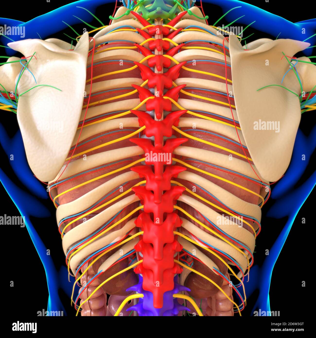 Human Anatomy For medical concept 3D Illustration Render Stock Photo ...