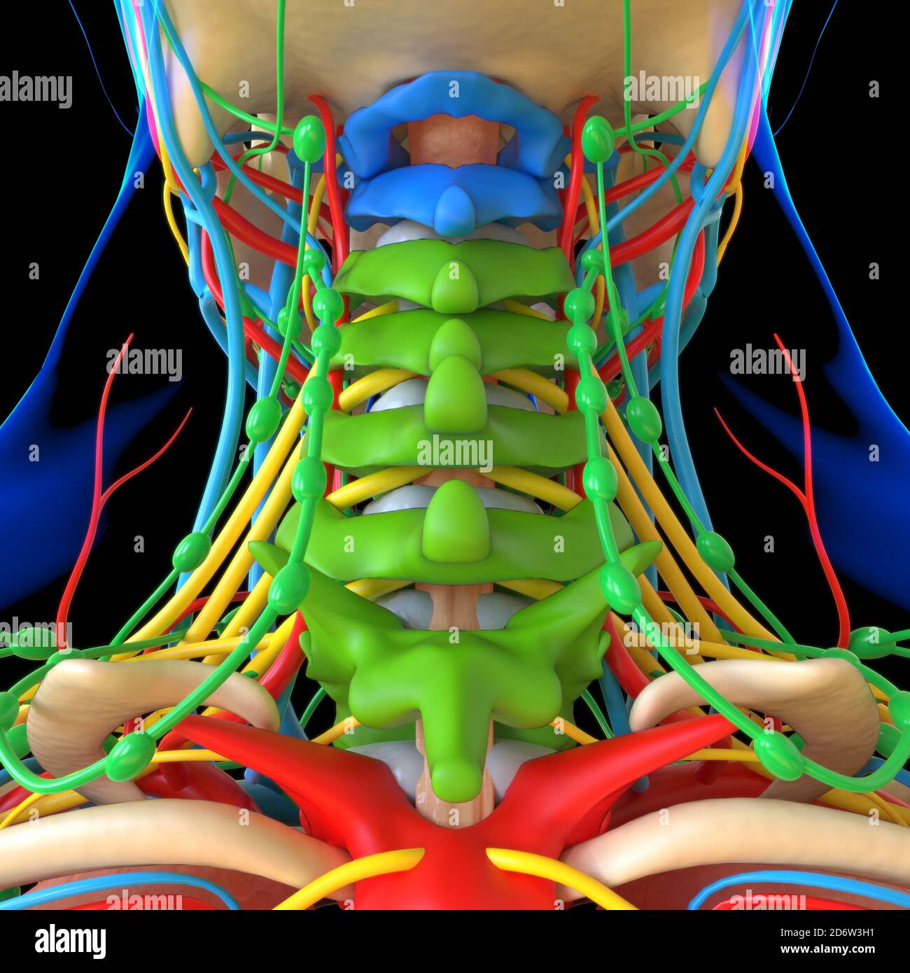 Lumbar lymph nodes hi-res stock photography and images - Alamy