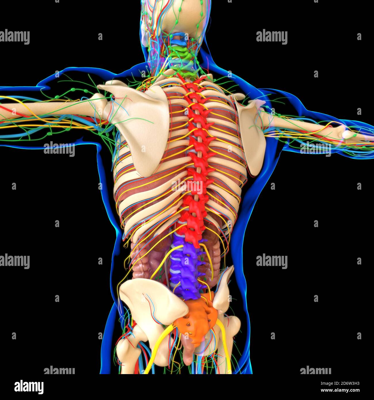 Lumbar lymph nodes hi-res stock photography and images - Alamy