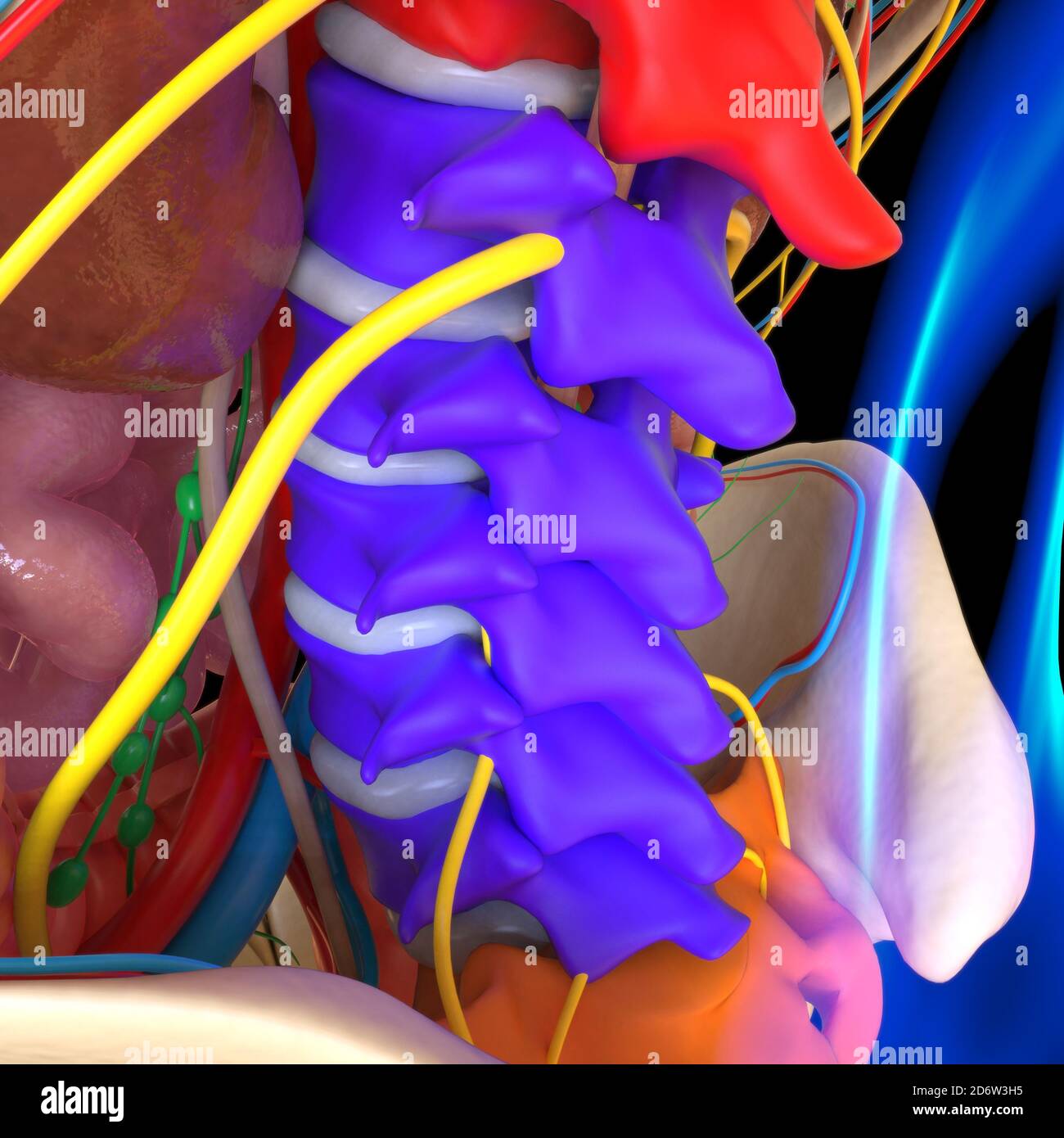Human Anatomy For medical concept 3D Illustration Render Stock Photo ...
