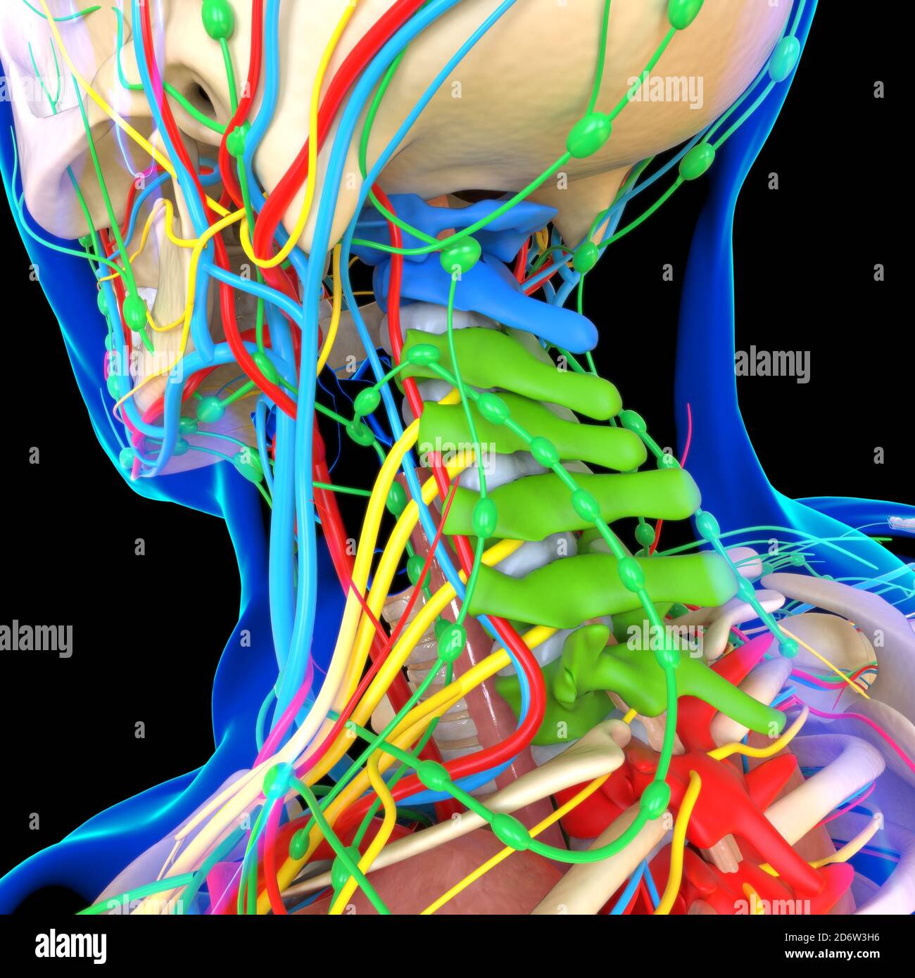 Human Anatomy For medical concept 3D Illustration Render Stock Photo ...