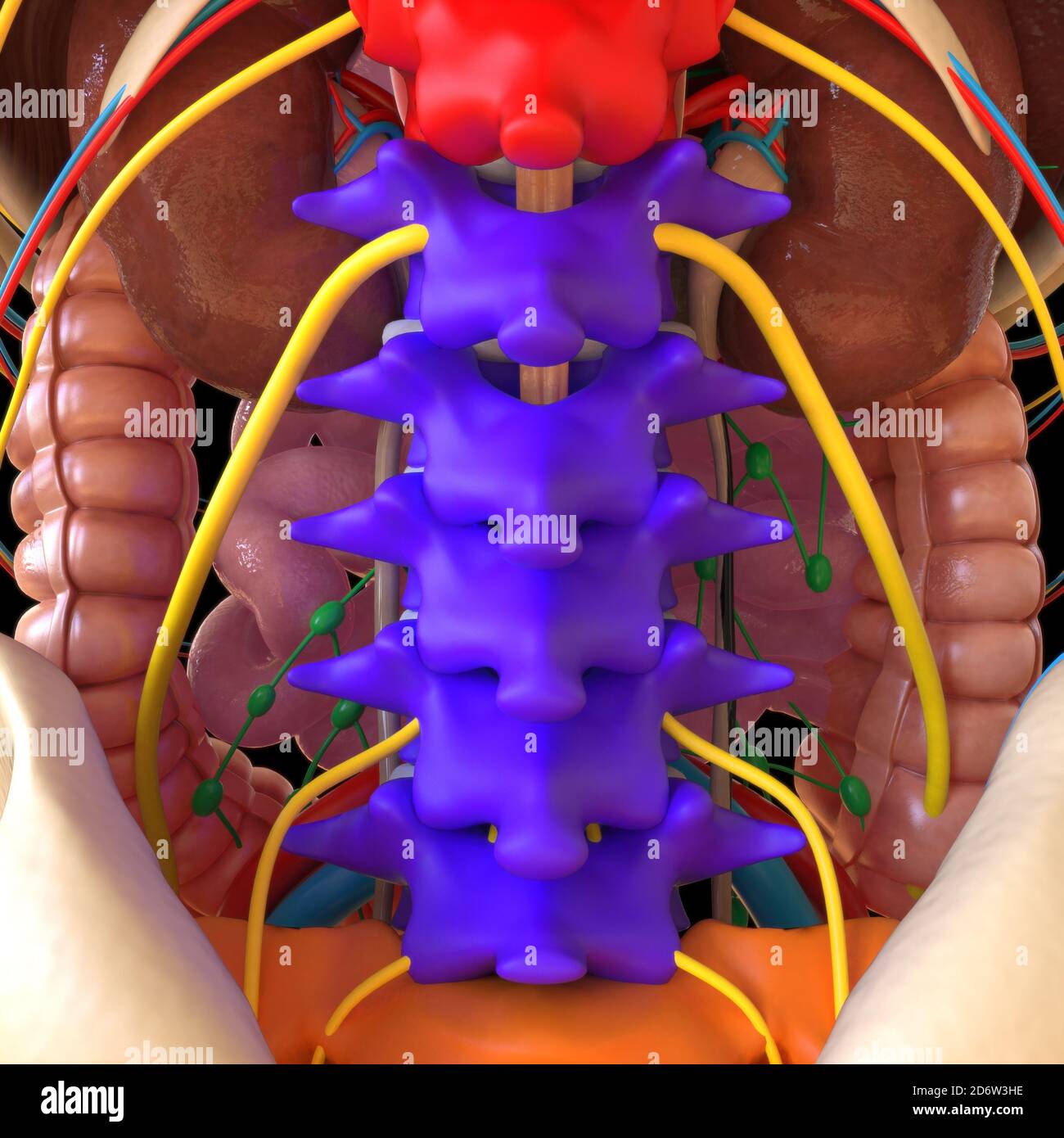 Lumbar lymph nodes hi-res stock photography and images - Alamy