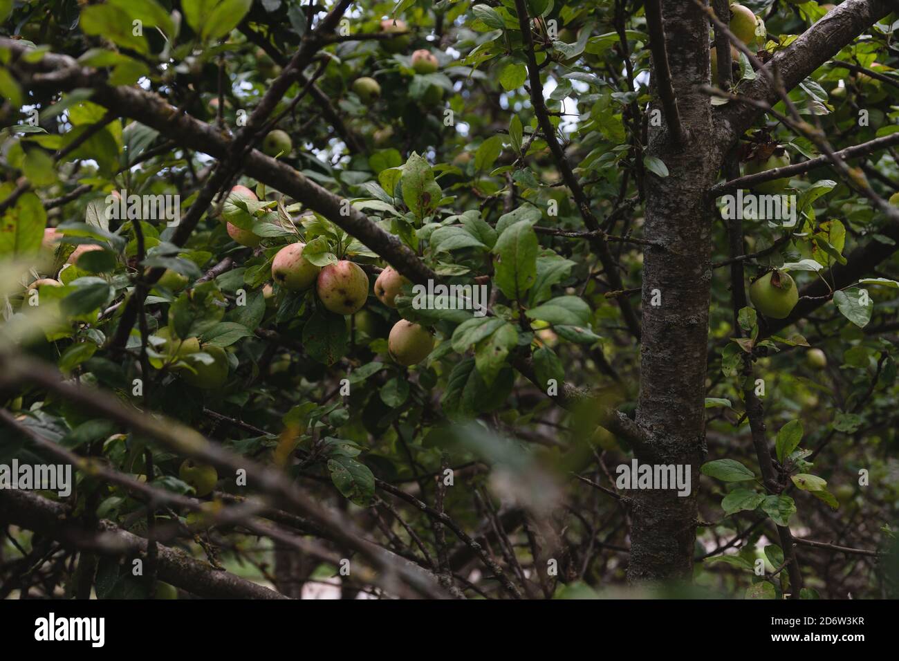 Close up view of apples on a tree. Wild growing Green apples tree Stock ...