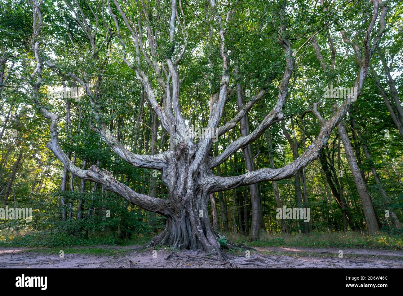 Branches like arms hi-res stock photography and images - Alamy