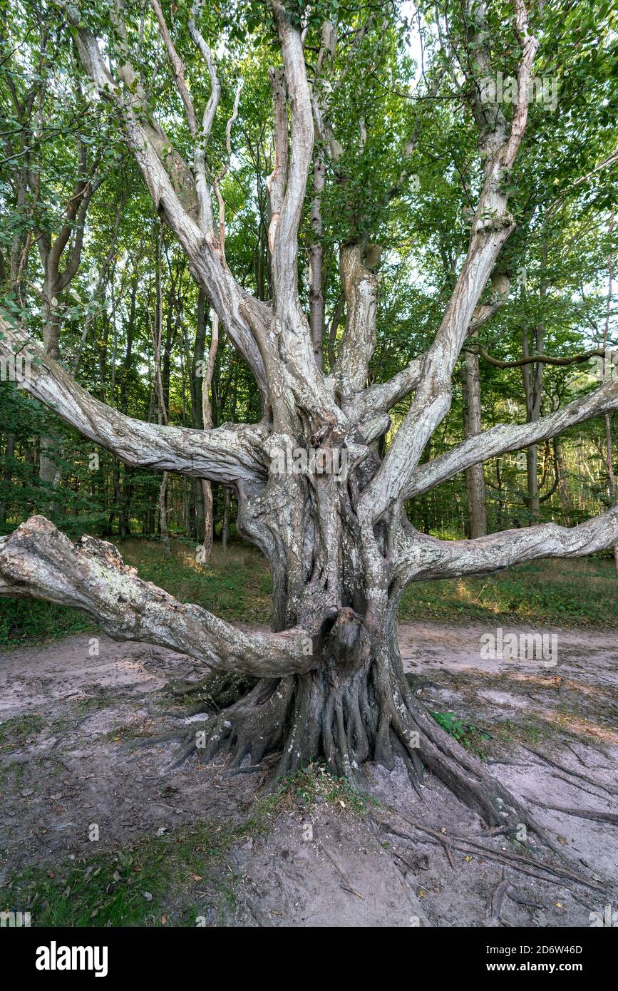Branches like arms hi-res stock photography and images - Alamy