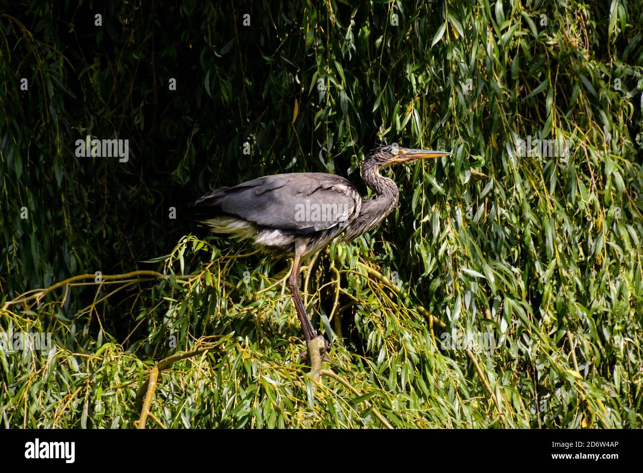 Heron ash hi-res stock photography and images - Alamy