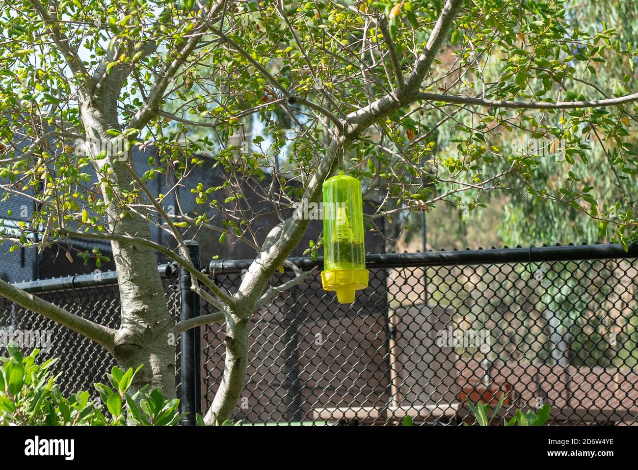 Yellow wasp trap or bee trap hanging from a tree in an outdoor setting ...