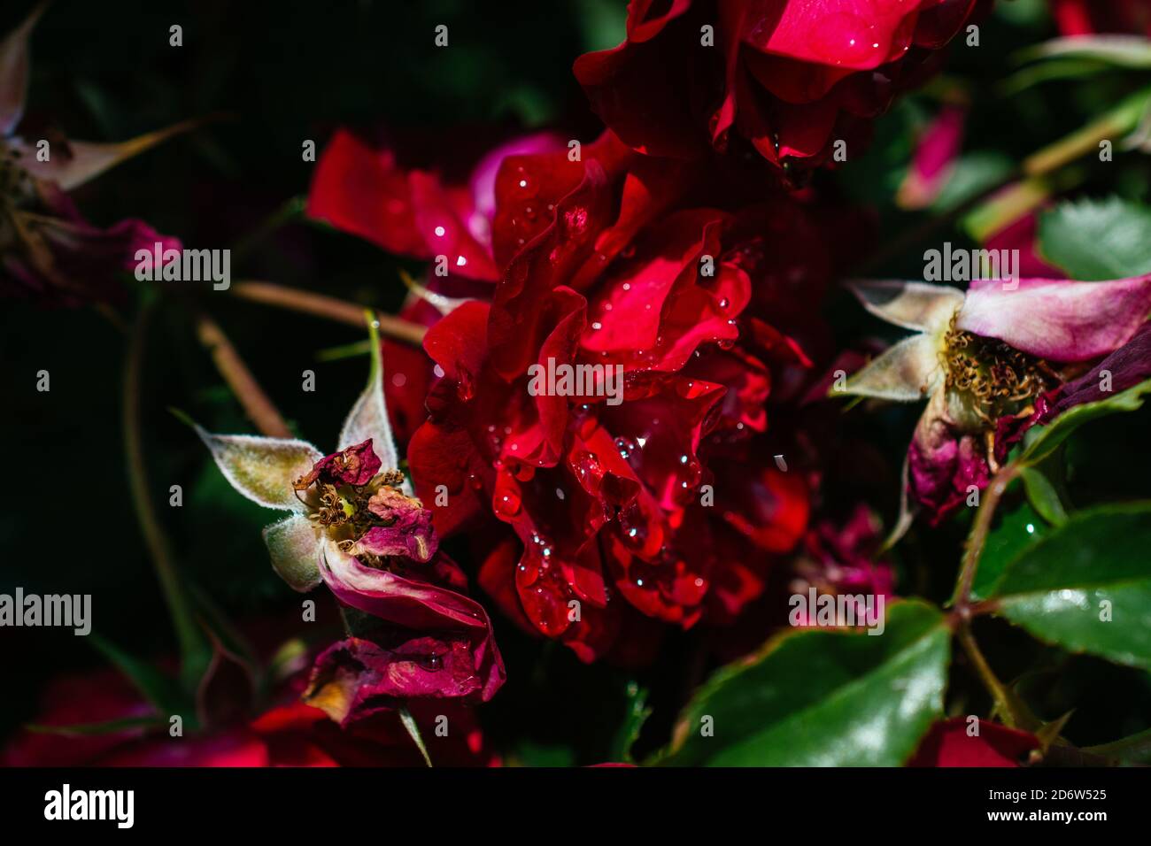 Blooming beautiful colorful rose in garden nature background Stock ...