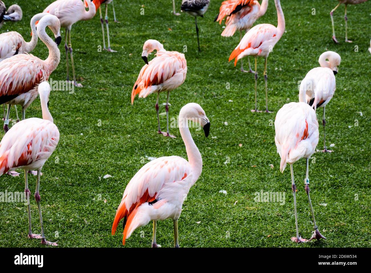 Pink Animal Bird Wild Flamingo Stock Photo - Alamy