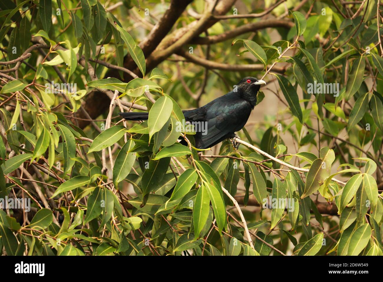 Koel Bird