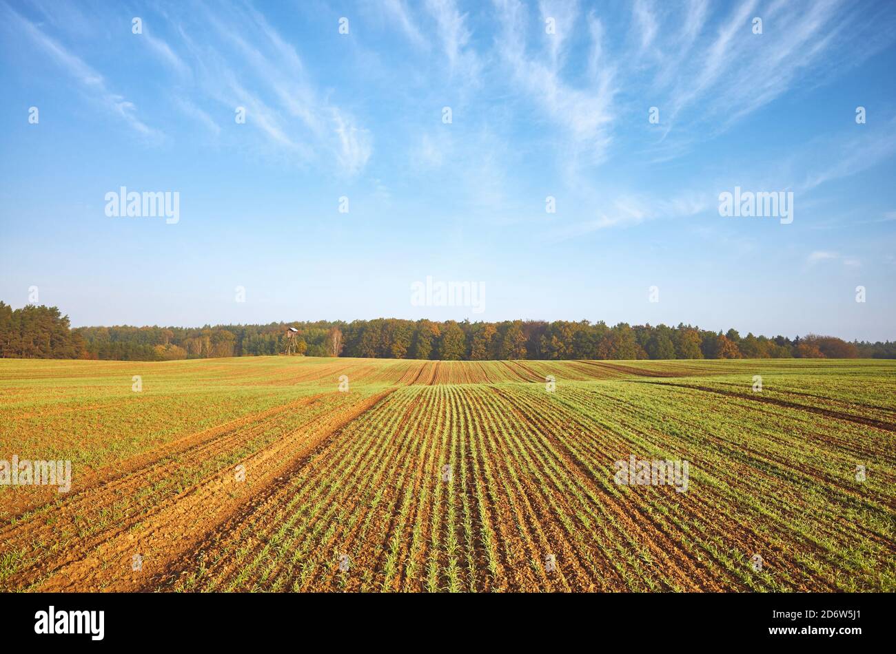 Green forest field nature hi-res stock photography and images - Alamy