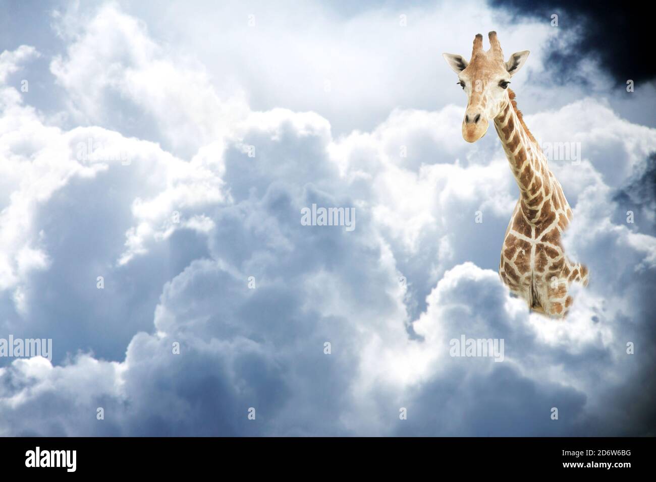 Giraffe above stormy clouds. Cute giraffe in the sky. Fantastic scene ...