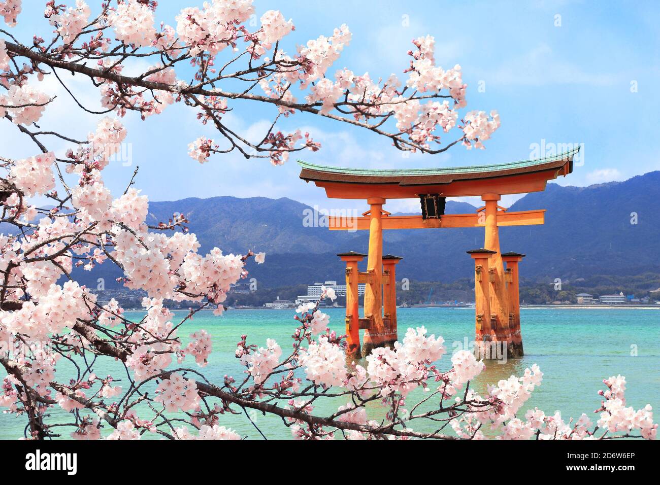 Floating Torii gate (O-Torii) and branch of the blossoming sakura with ...