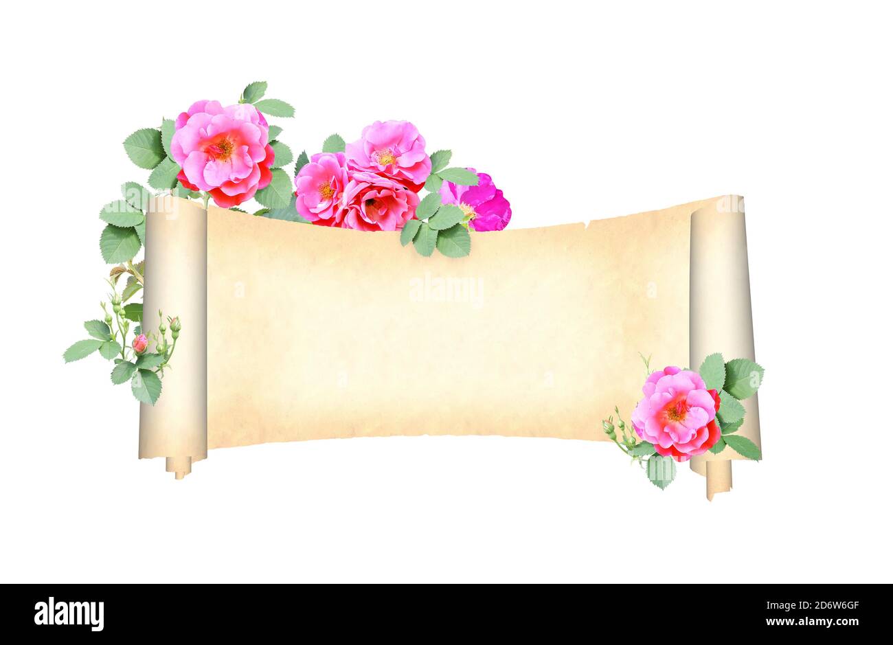 Horizontal retro banner with branch of Climbing rose with red flowers ...