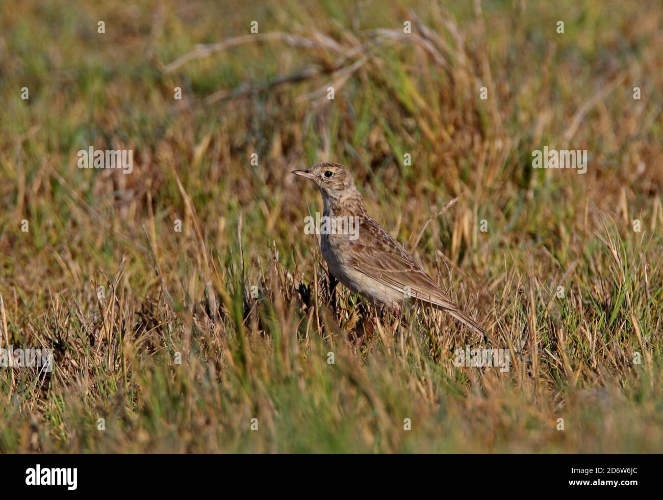 Short-billed Pipit (Anthus furcatus) adult on Pampas grassland Buenos ...