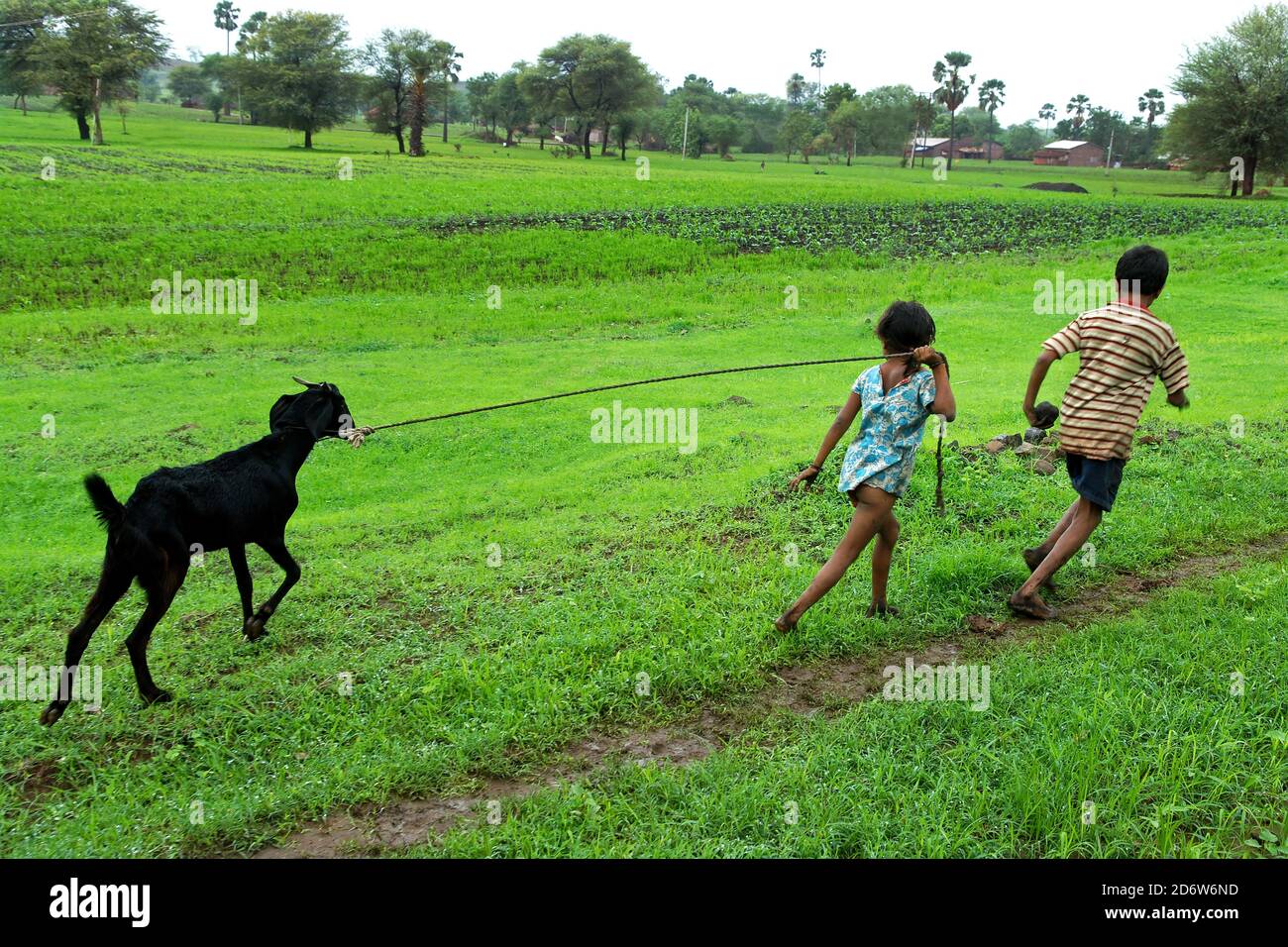 Rural Life, Chotaudepur, Gujarat, India Stock Photo - Alamy