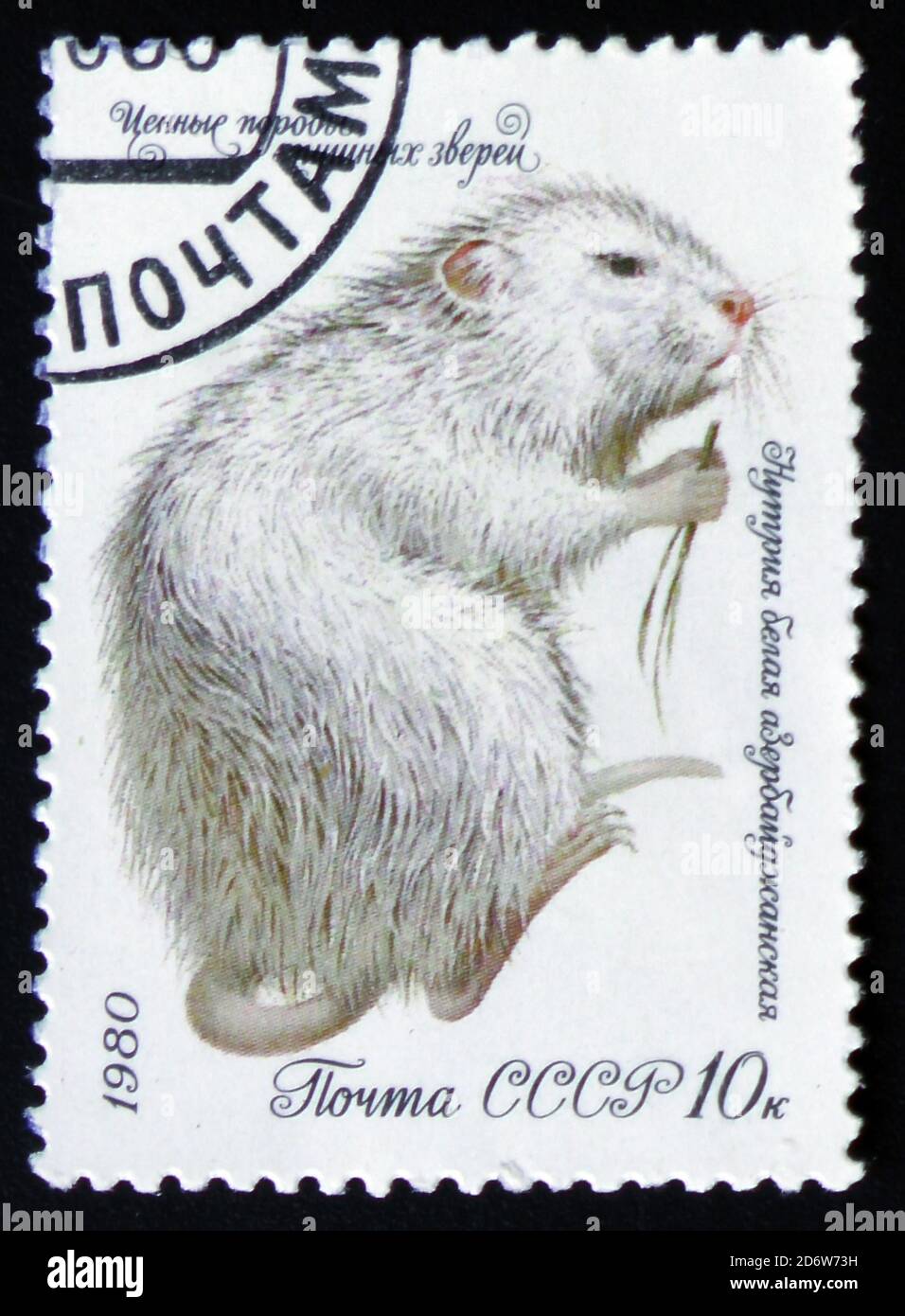 Valuable species of fur bearing animals hi-res stock photography and ...