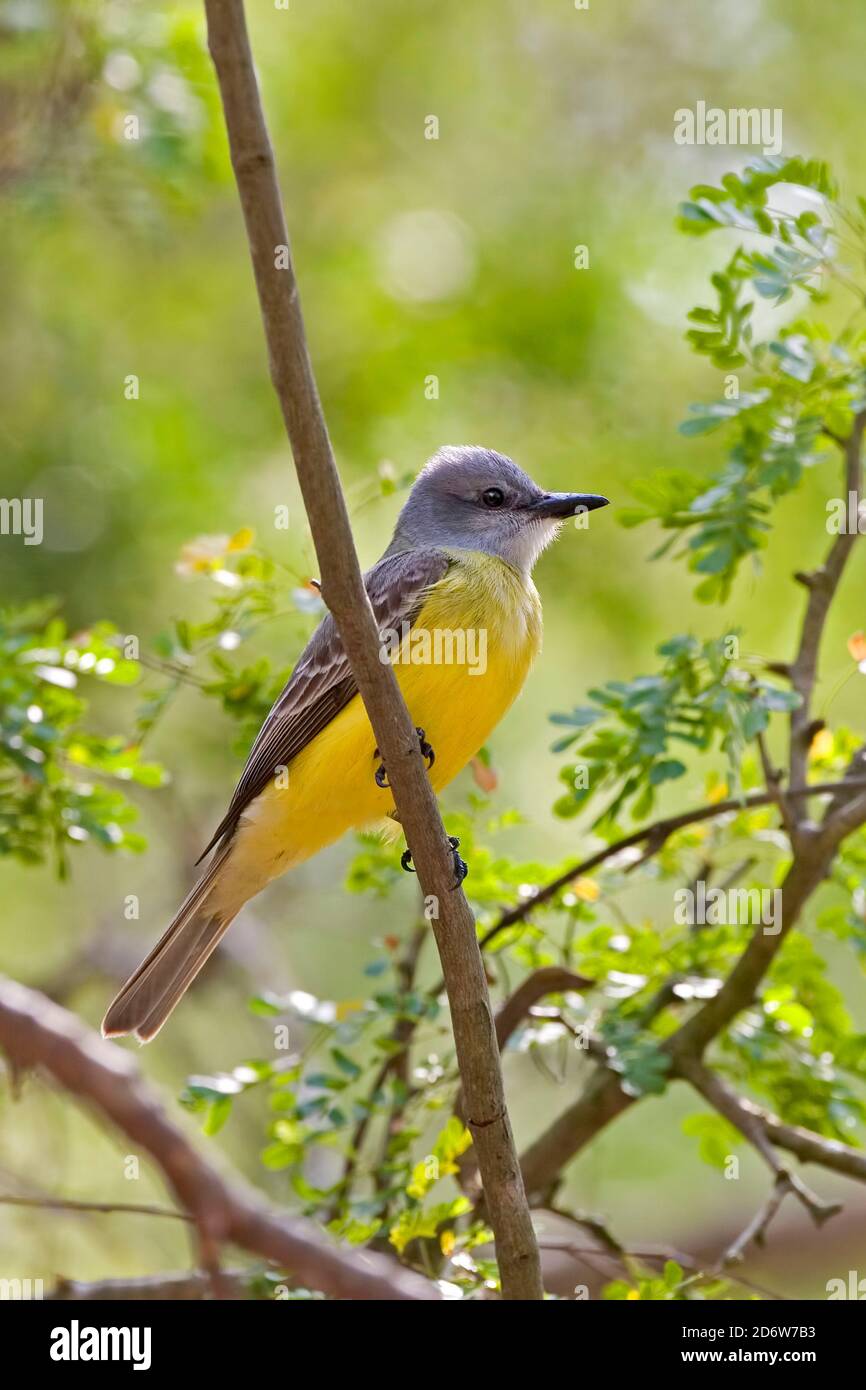 A Vertical of Couch's Kingbird, Tyrannus couchii, perched in tree Stock ...