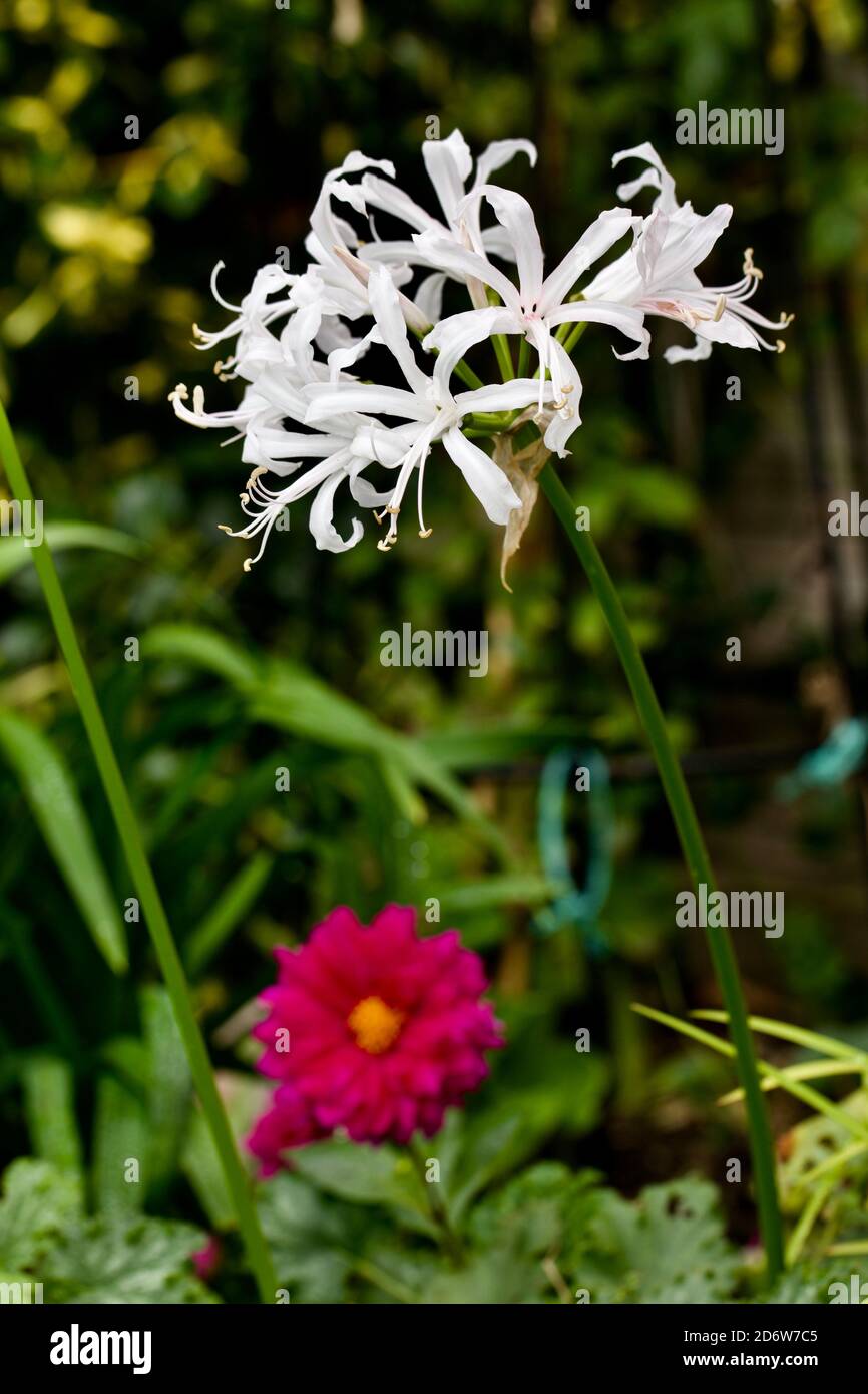 Guernsey lily nerine sarniensis hi-res stock photography and images - Alamy