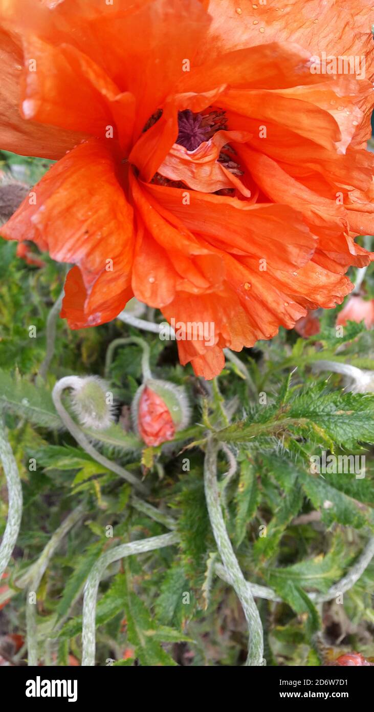 Poppy. Poppy flower. Blooming poppy. Floral background. Postcard ...
