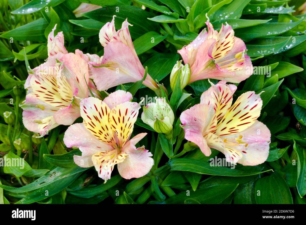 Alstroemeria princess lilies hi-res stock photography and images - Alamy