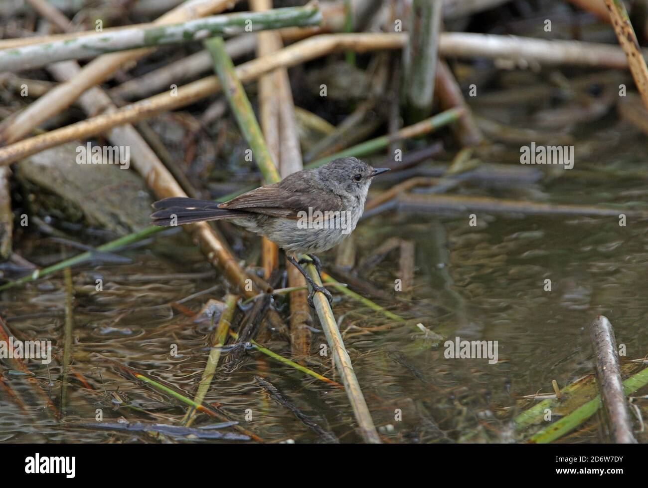 Sooty Tyrannulet (Serpophaga nigricans) adult perched on fallen reed ...