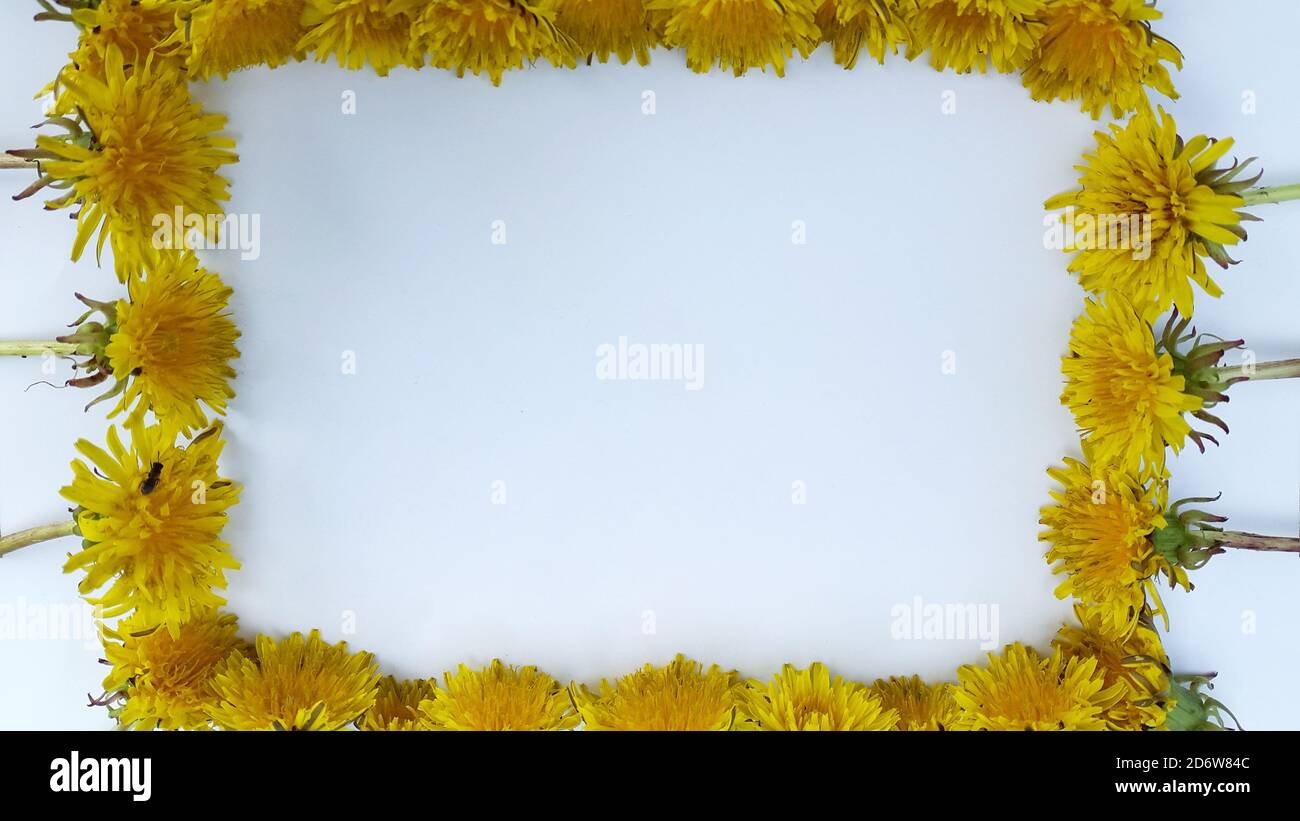 Dandelions. Frame of dandelions. Yellow Dandelions Rectangular Frame ...