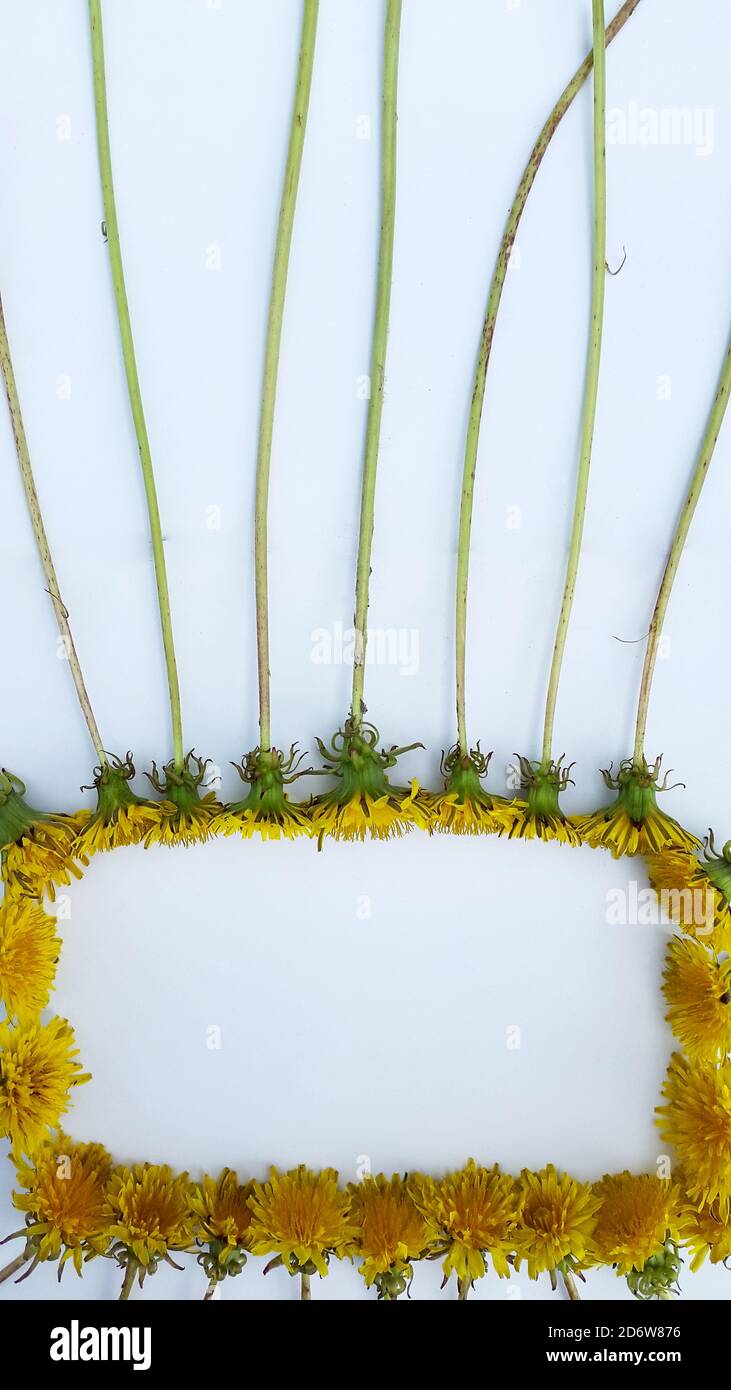 Dandelions. Frame of dandelions. Yellow Dandelions Rectangular Frame ...