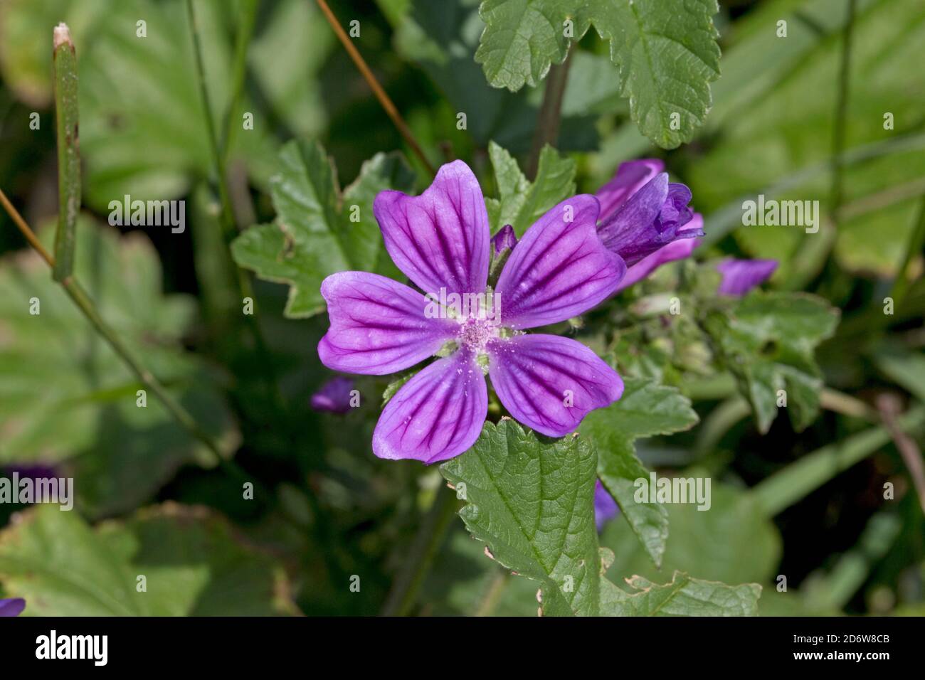 Flower of Common Mallow Malva sylvestris Stock Photo - Alamy