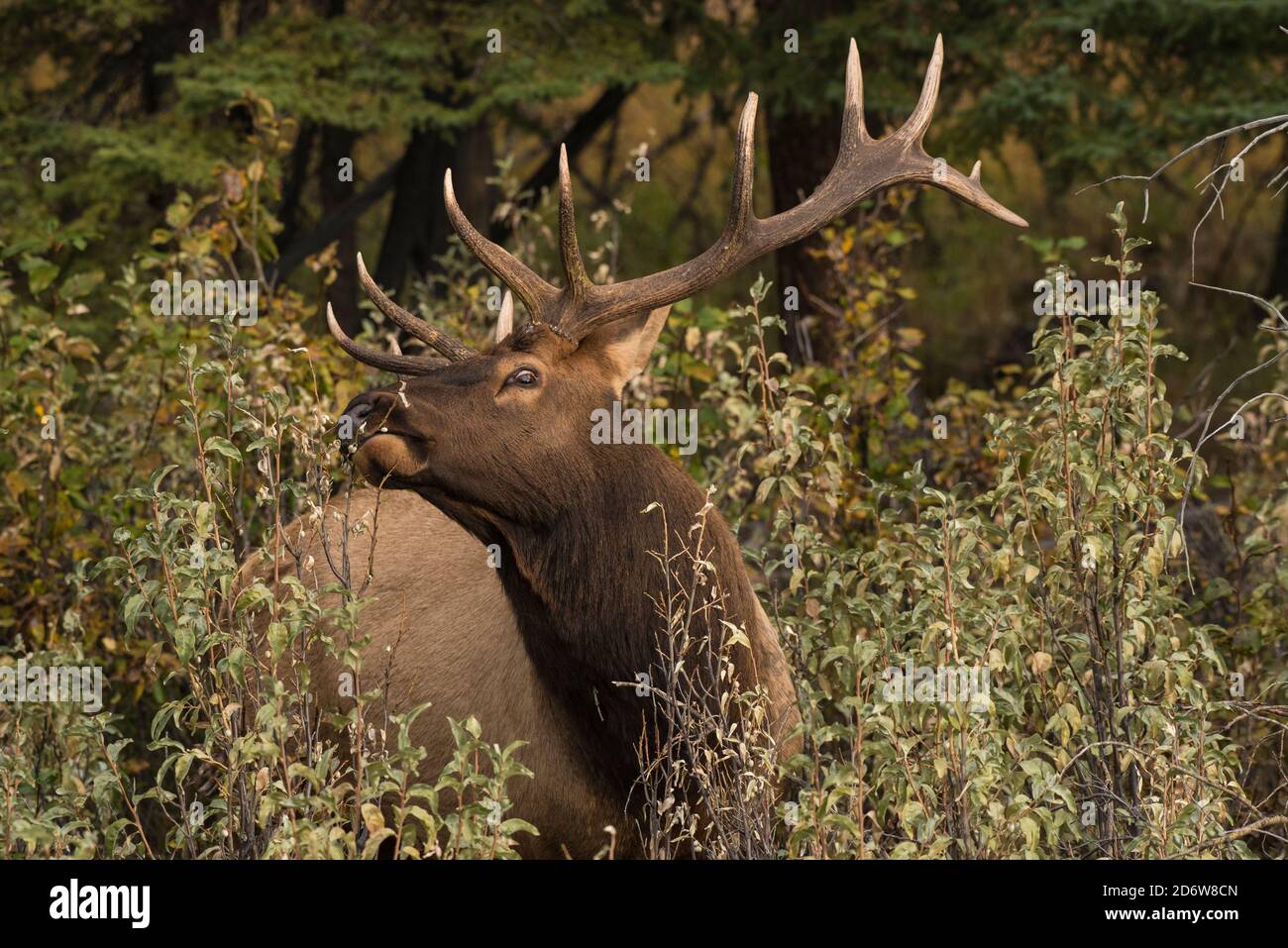 Bull Elk (Wapiti), Banff National Park, Alberta, Canada Stock Photo - Alamy