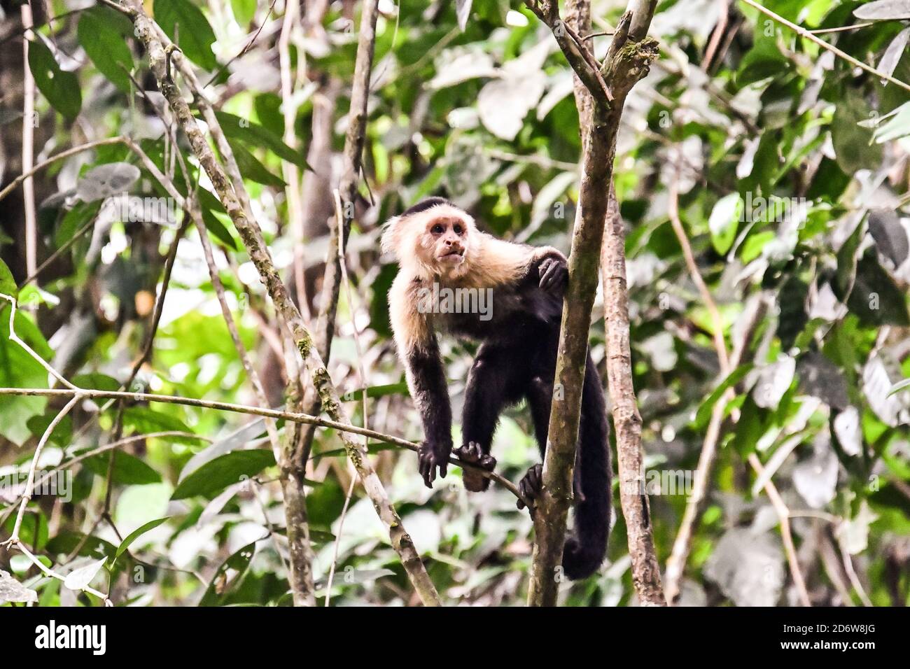 capuchin monkey primate , in Arenal Volcano area costa rica central ...
