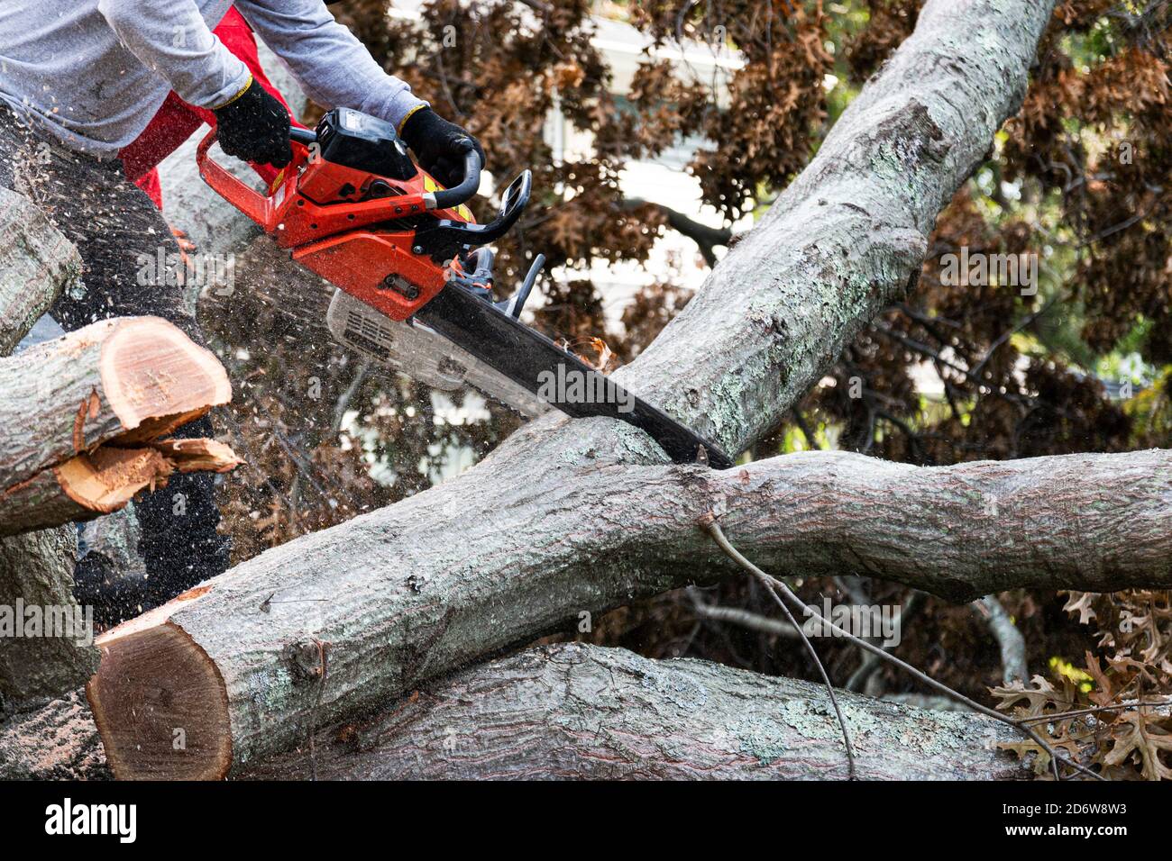 A landscaper is cutting up parts of a tree that had been blown down ...