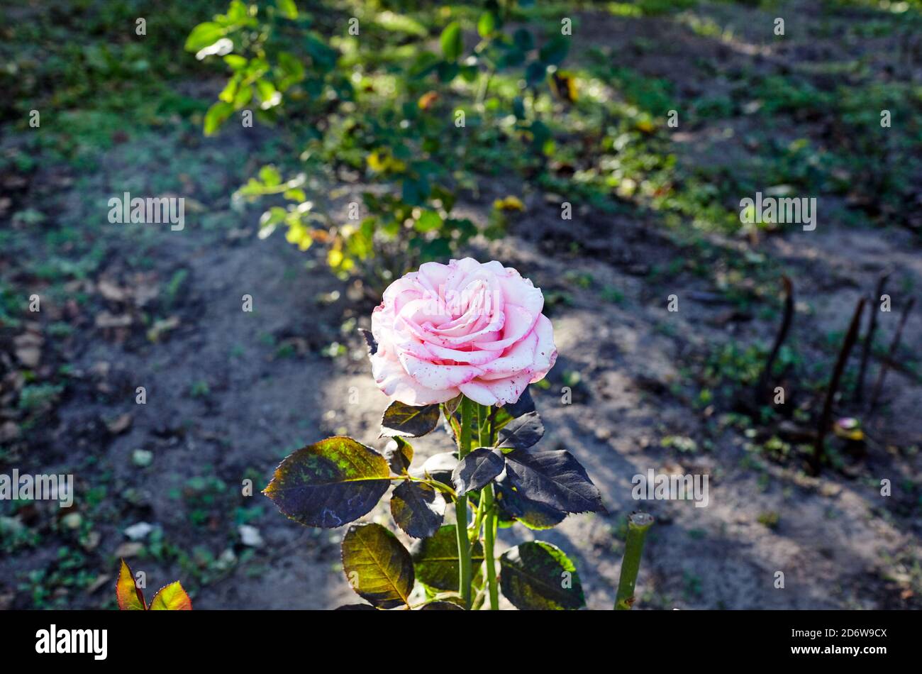 Pink rose in the garden. A bush of beautiful rose in summer light ...