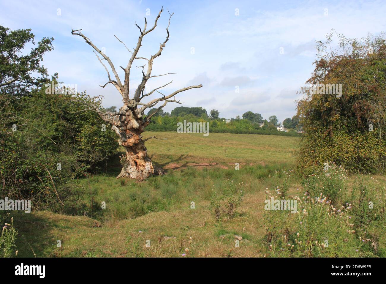 Offa's Dyke Path. National Trail. Long-distance trail. Anglo–Welsh ...