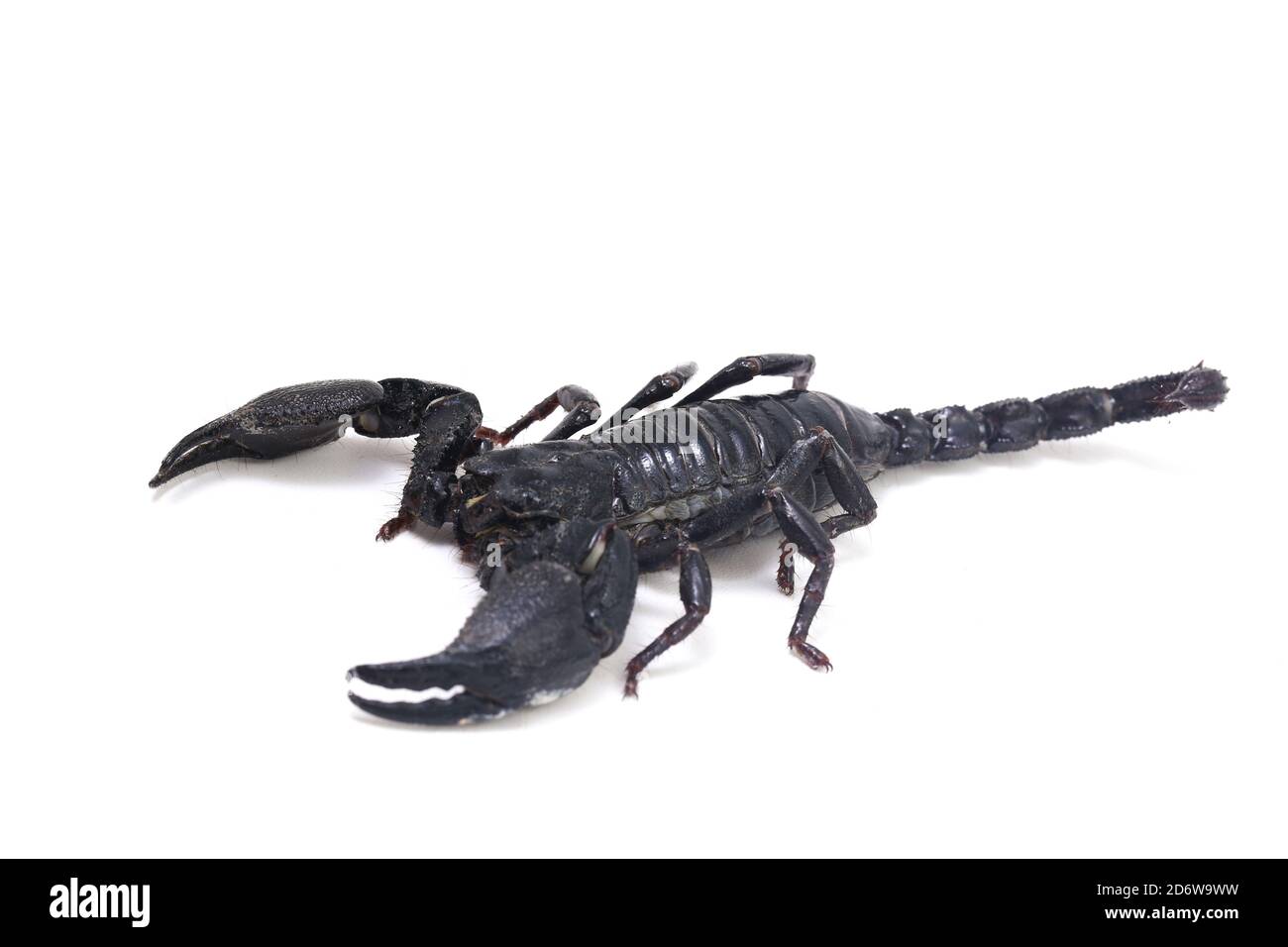Black Asian forest scorpion (Heterometrus) Poisonous insects can be ...