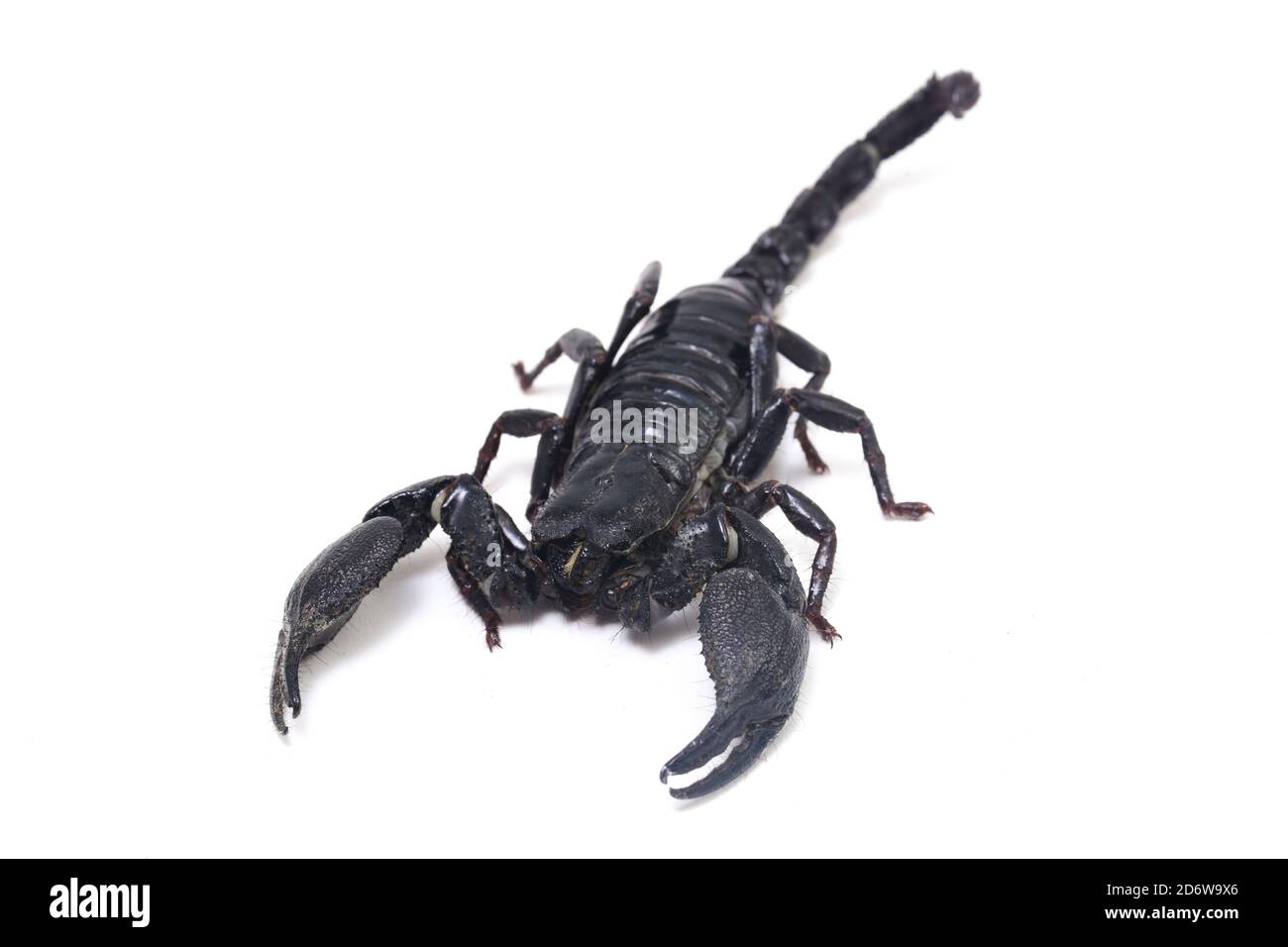 Black asian giant forest scorpion hi-res stock photography and images ...