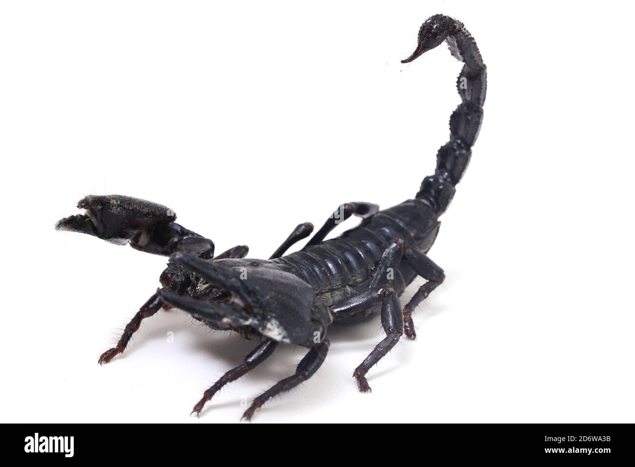 Black asian giant forest scorpion hi-res stock photography and images ...