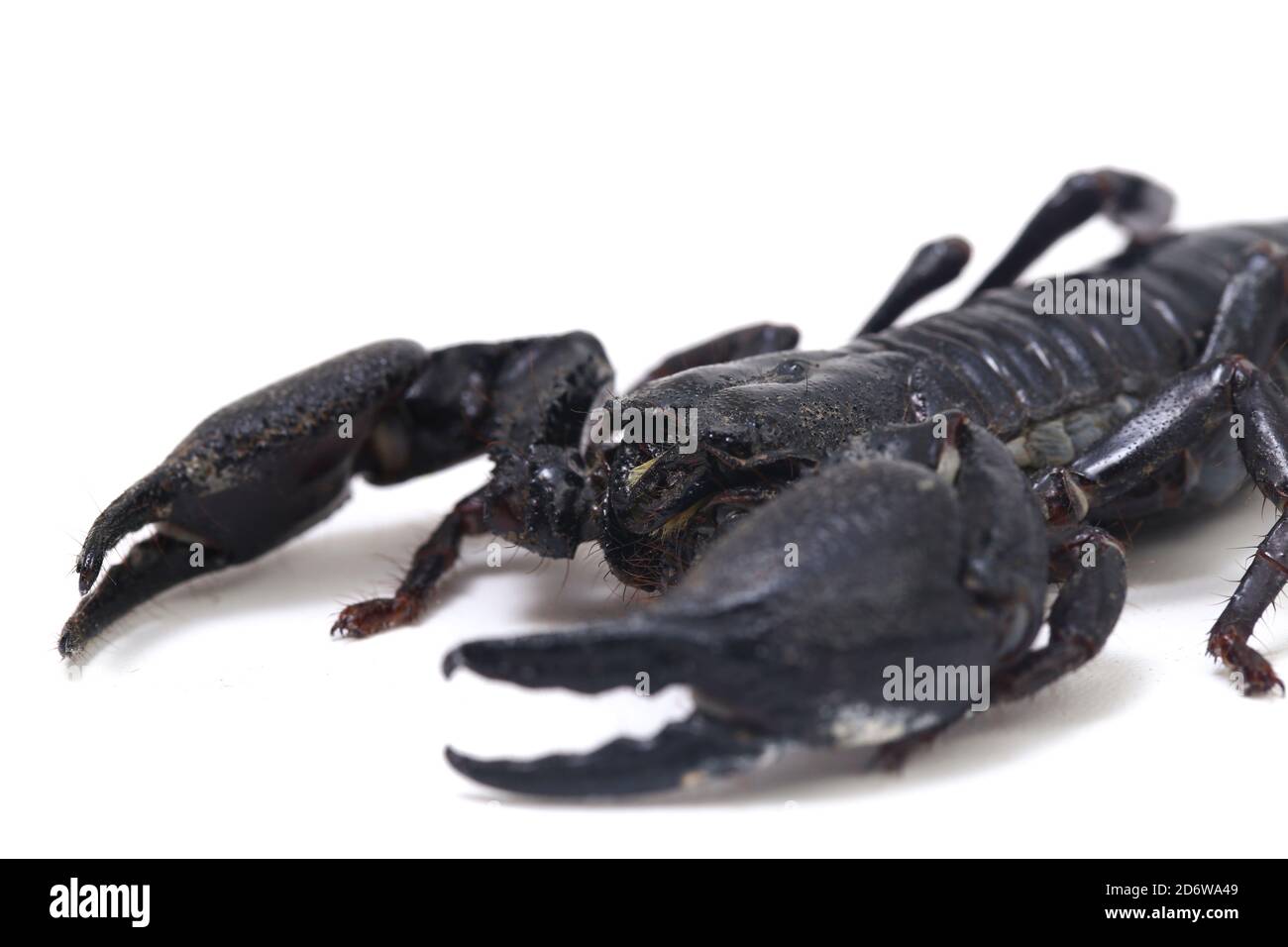 Black asian giant forest scorpion hi-res stock photography and images ...