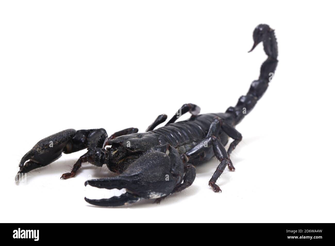 Asia giant insects Cut Out Stock Images & Pictures - Alamy