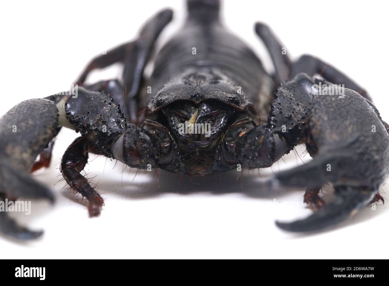 Black asian giant forest scorpion hi-res stock photography and images ...