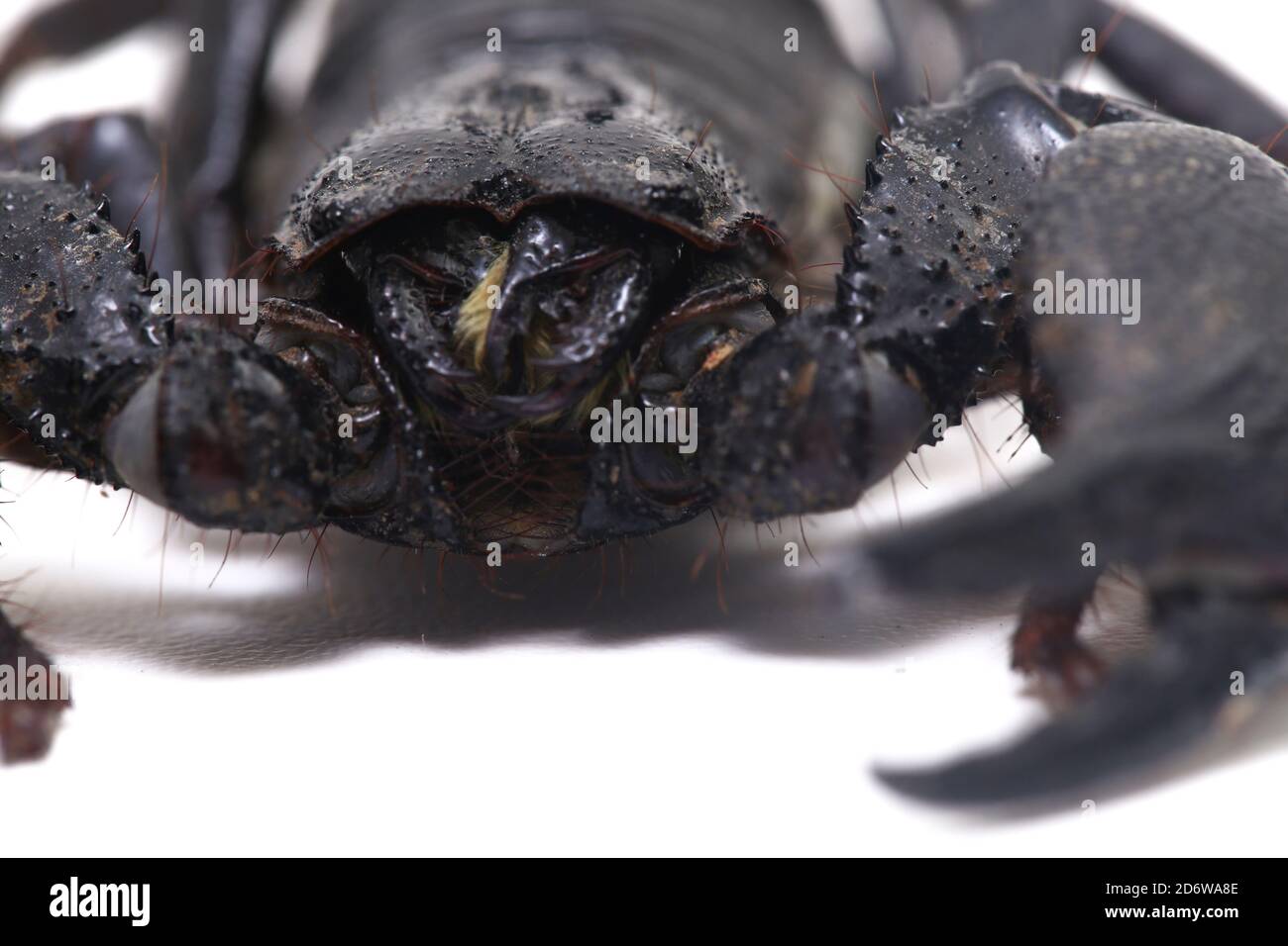 Black asian giant forest scorpion hi-res stock photography and images ...
