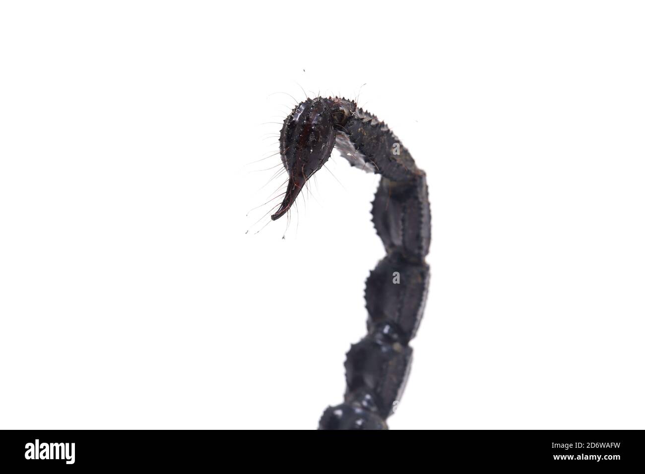 Black asian giant forest scorpion hi-res stock photography and images ...