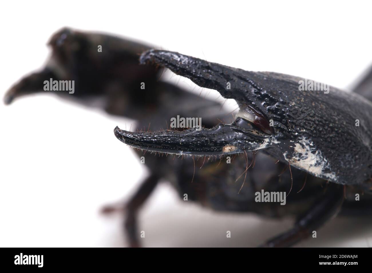 Black Asian forest scorpion (Heterometrus) Poisonous insects can be ...