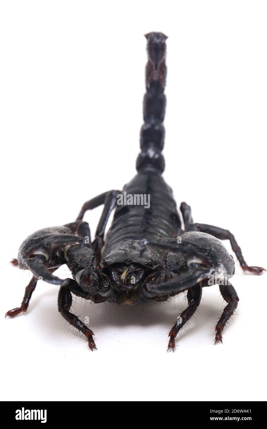 Giant forest scorpion hi-res stock photography and images - Alamy