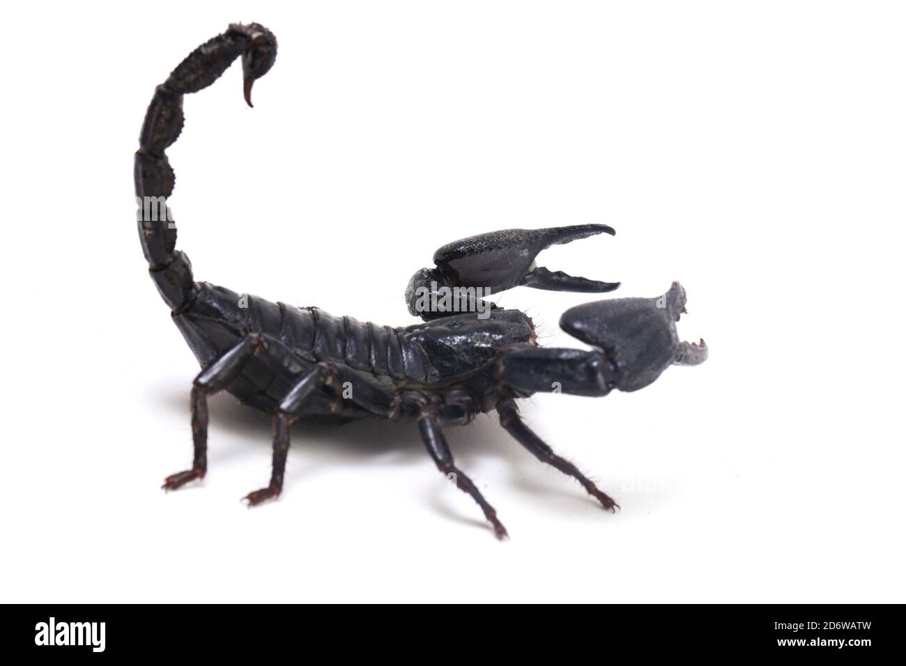 Black asian giant forest scorpion hi-res stock photography and images ...