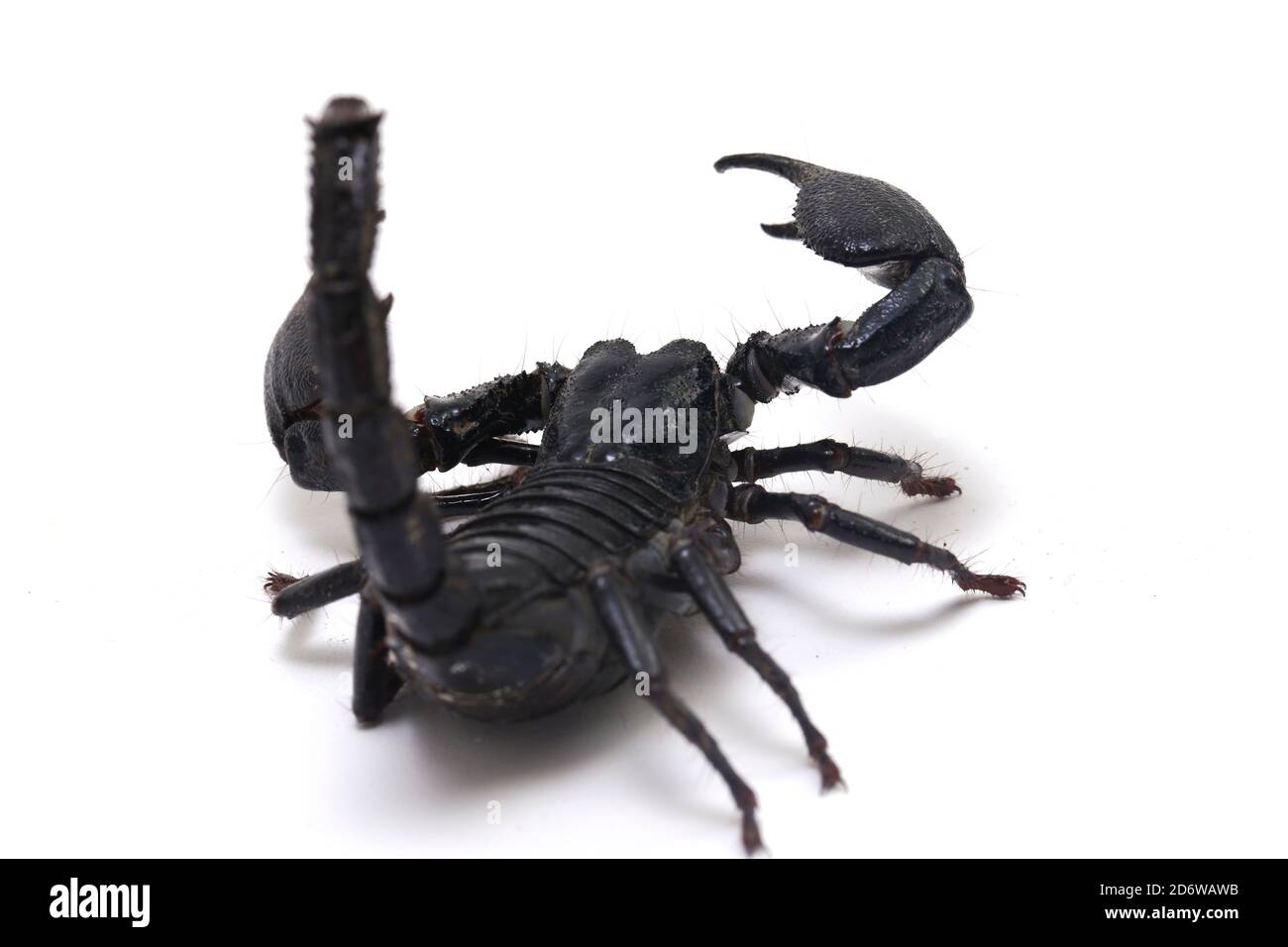 Black asian giant forest scorpion hi-res stock photography and images ...