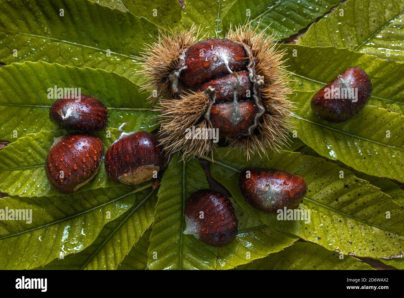still life of chestnuts and curly with water drops isolated on chestnut plant leaves background ...